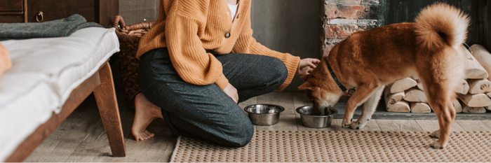 Pet Care at Home: Signs, Risks and Vet Advice | Livingstone International