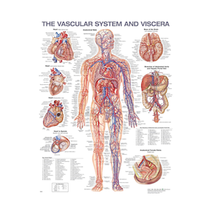 ACC Chart of Vascular System and Viscera Anatomical, 2nd Edition, Each ...