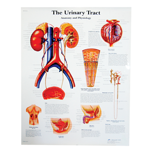 Chart Urinary Tract, Each Each | Livingstone International